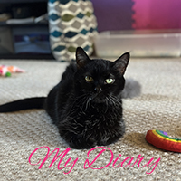 Meridas Diary - The diary of wobbly cat Merida. Follow her life as a ...